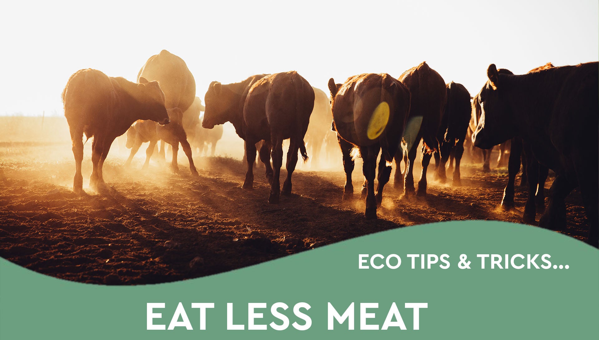 Eat less meat – Eco Coach House